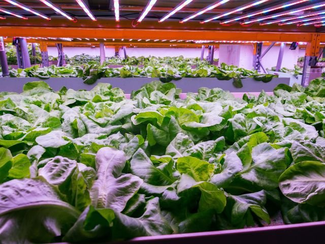 Advantages of Building a Shipping Container Garden