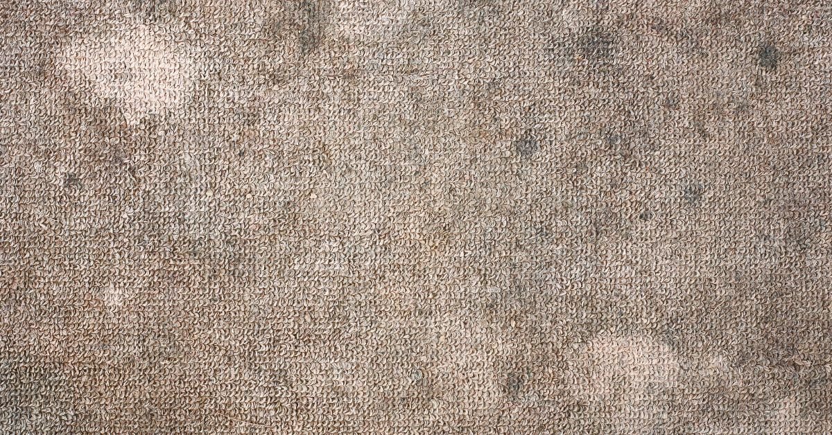 The Most Common Causes of Carpet Mold and How To Prevent It
