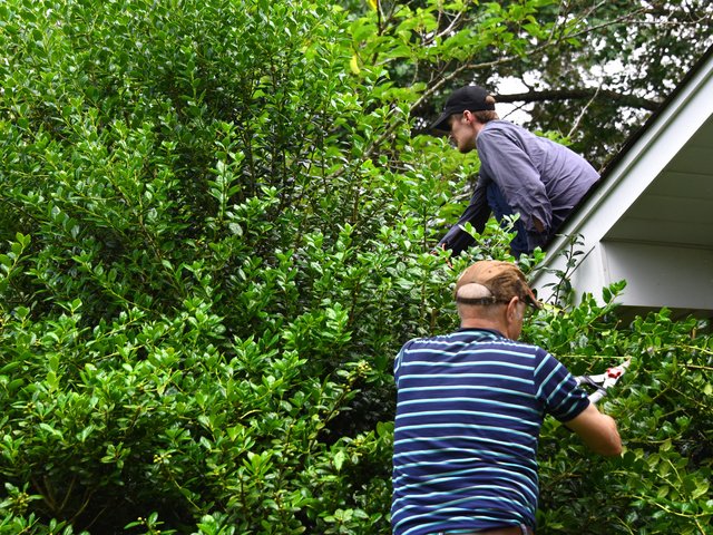 Reasons Why You Should Trim Your Trees Before Summer